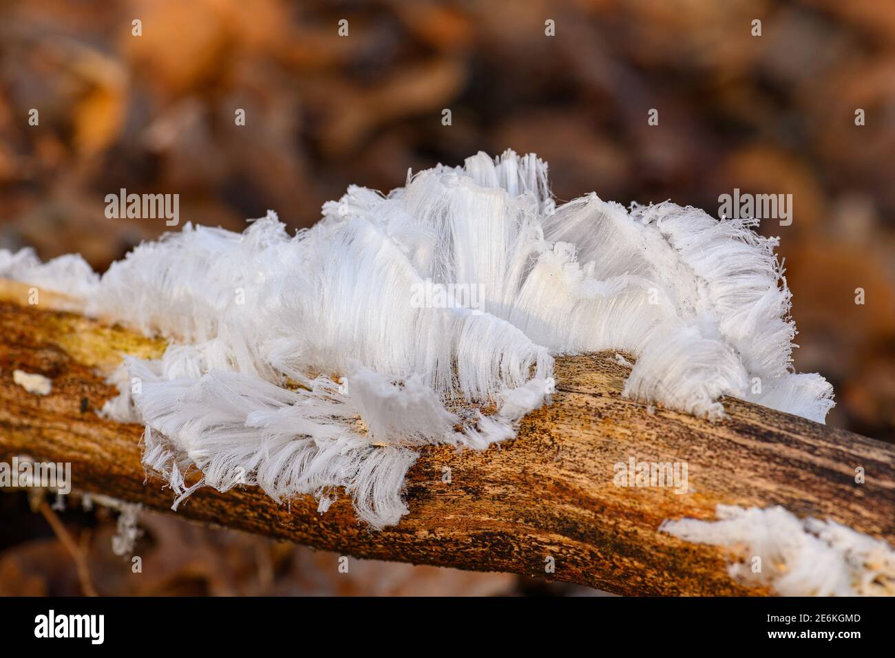 Ice hairs are caused by fungi hi-res stock photography and images - Alamy