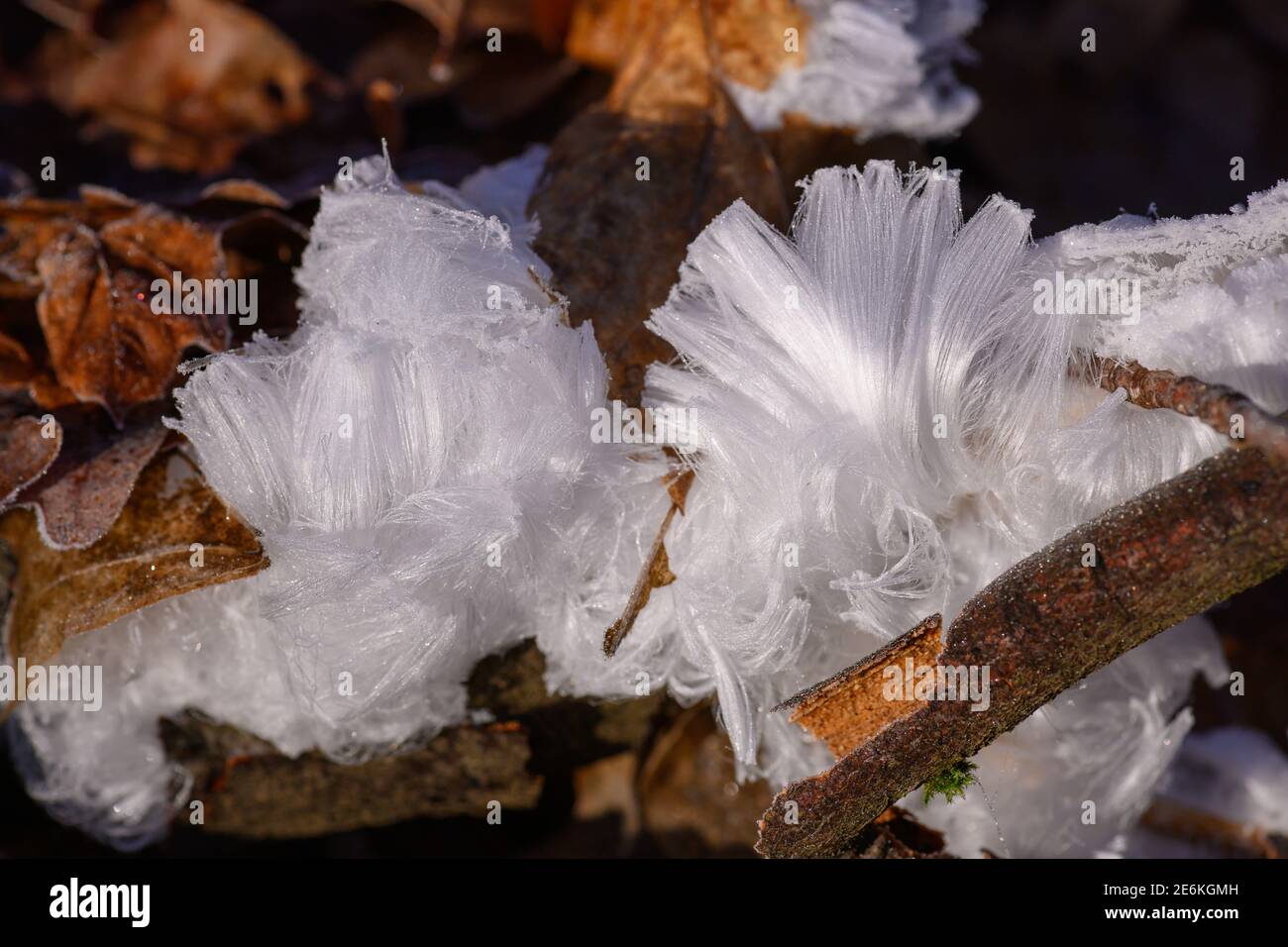 Wool hair hi-res stock photography and images - Alamy