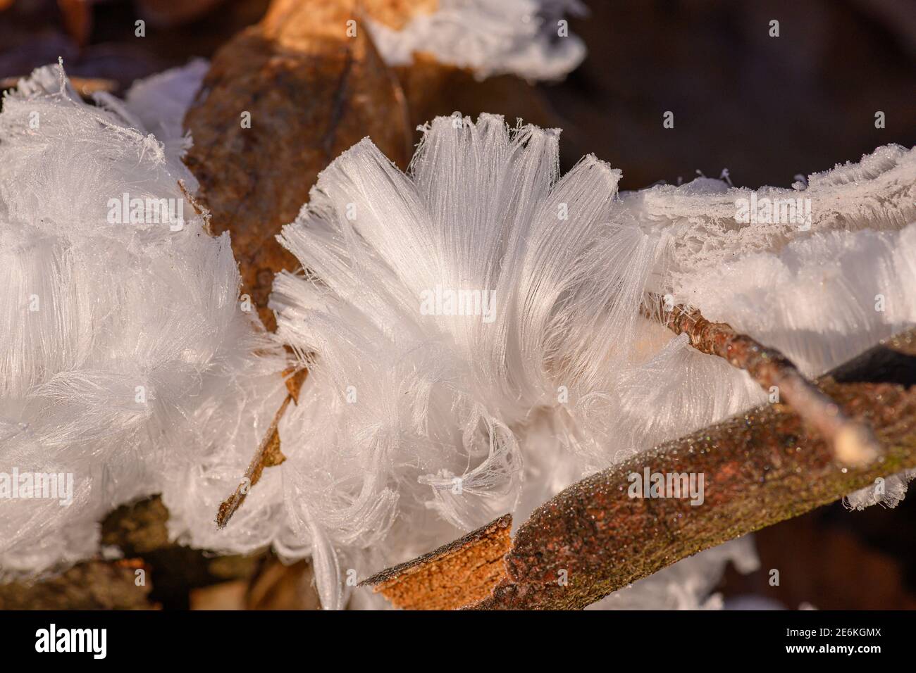 Ice hairs are caused by fungi hi-res stock photography and images - Alamy