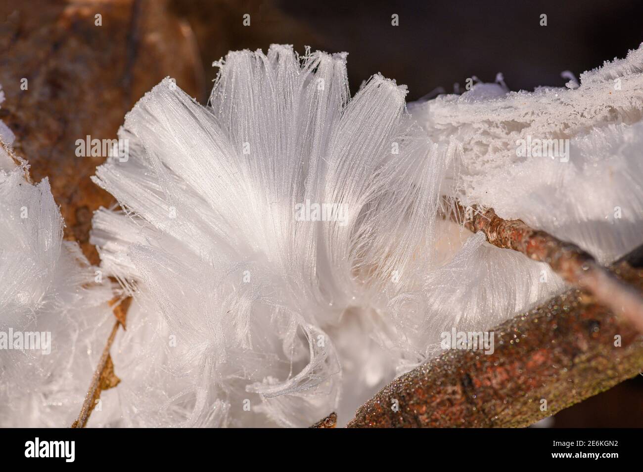 Beard like hi-res stock photography and images - Alamy