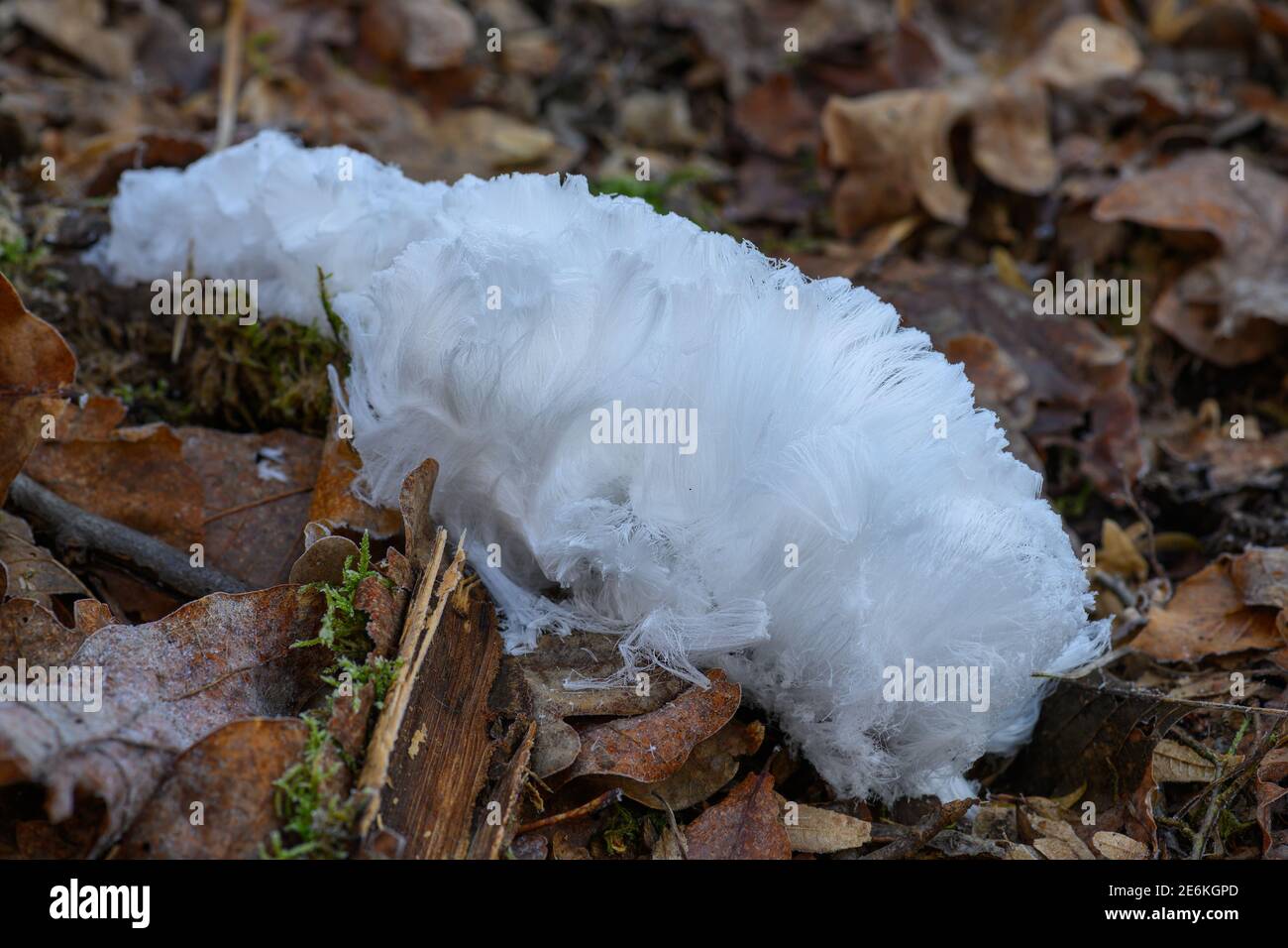 Fungus in ice hi-res stock photography and images - Alamy