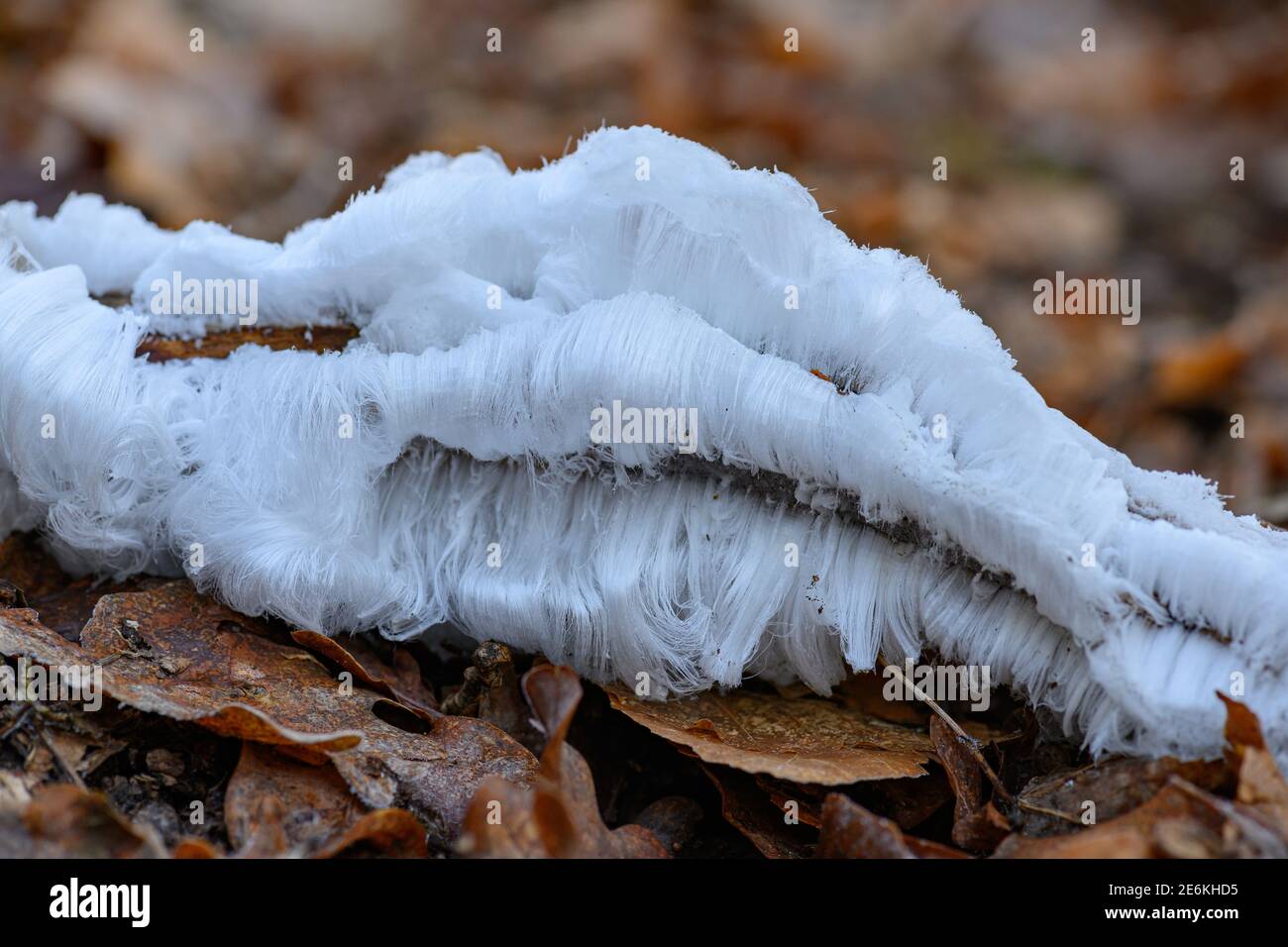 Ice fungus hi-res stock photography and images - Alamy