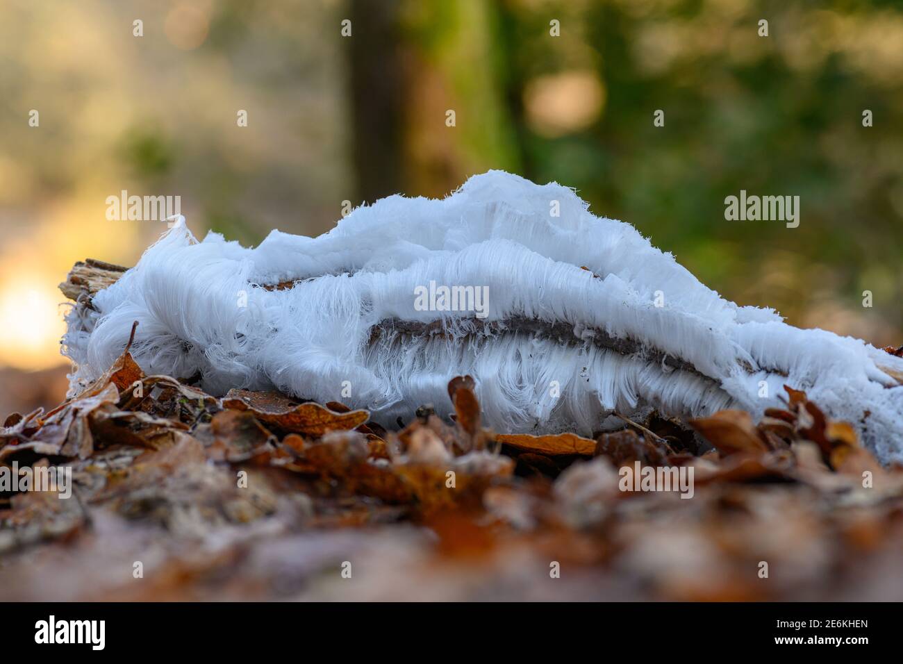 Ice hairs are caused by fungi hi-res stock photography and images - Alamy