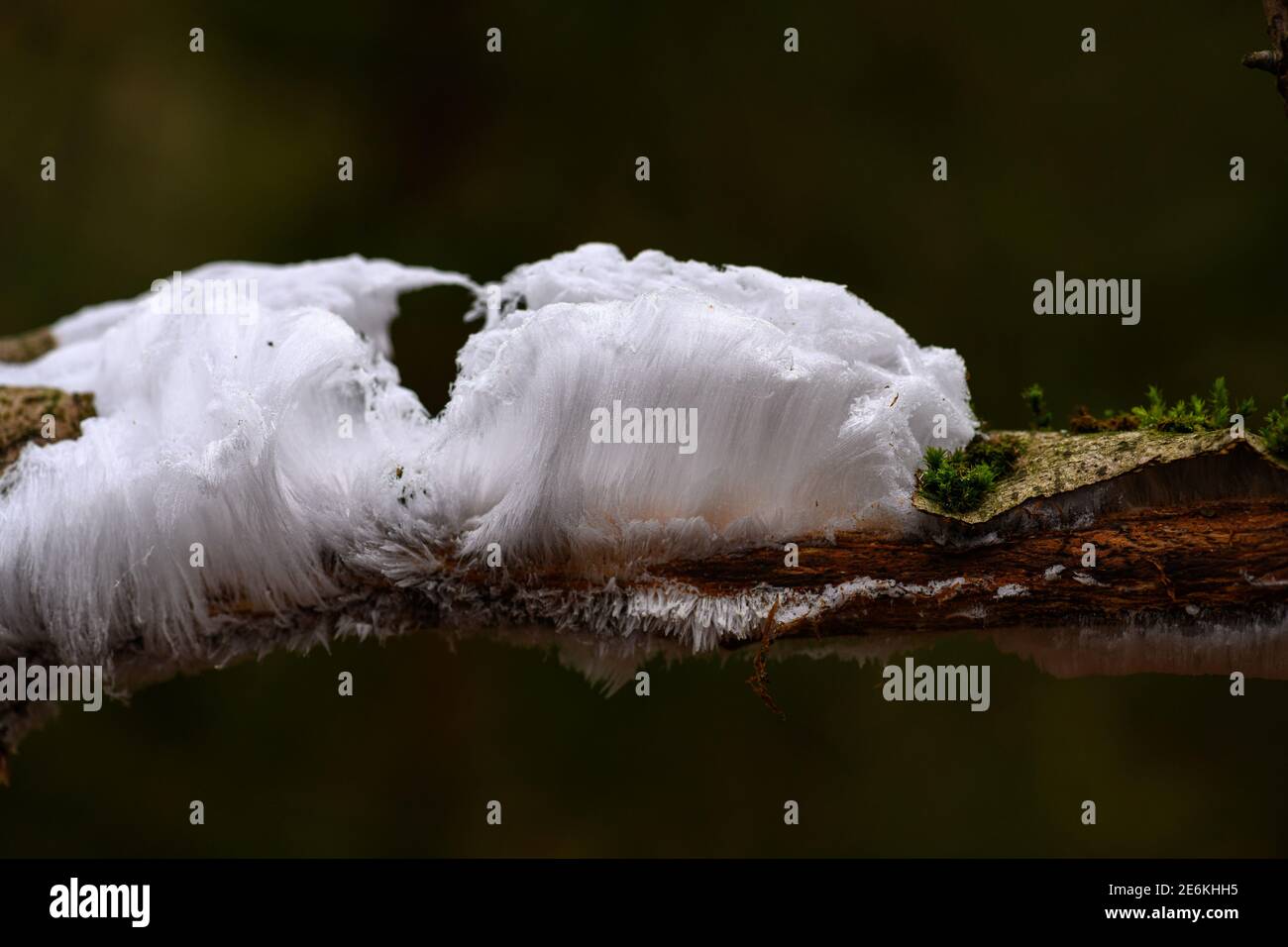 Hair ice or Frost beard in a winter forest, Ice hair on wood Stock ...