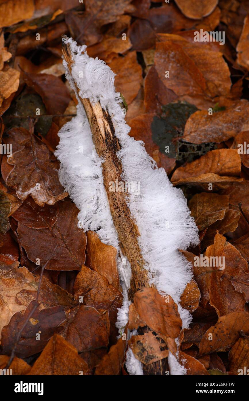 Ice hairs are caused by fungi hi-res stock photography and images - Alamy