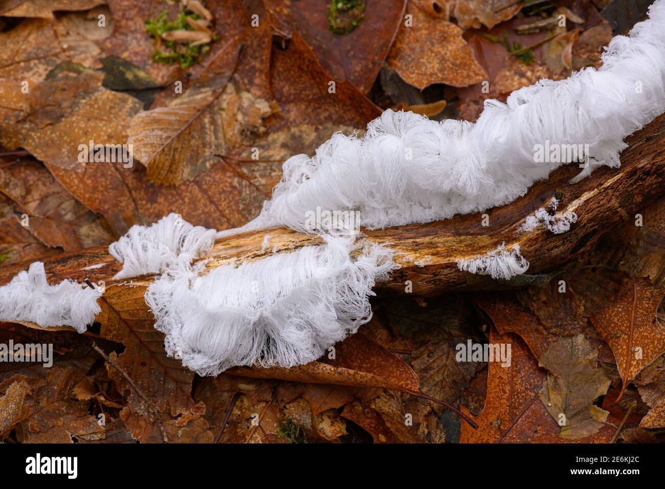 Ice hairs are caused by fungi hi-res stock photography and images - Alamy