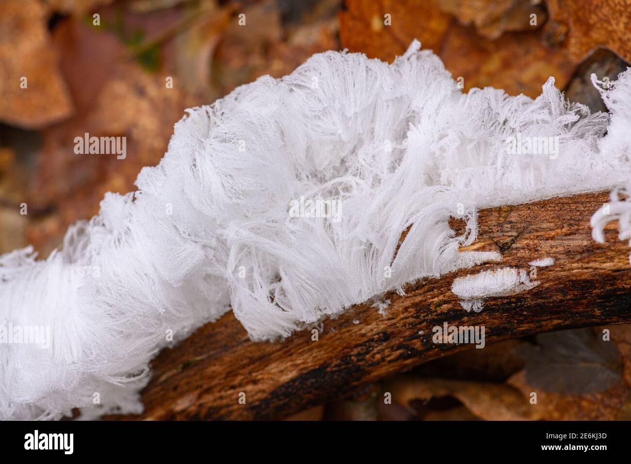 Ice hairs are caused by fungi hi-res stock photography and images - Alamy