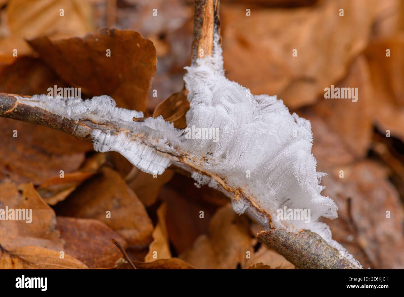Ice hairs are caused by fungi hi-res stock photography and images - Alamy