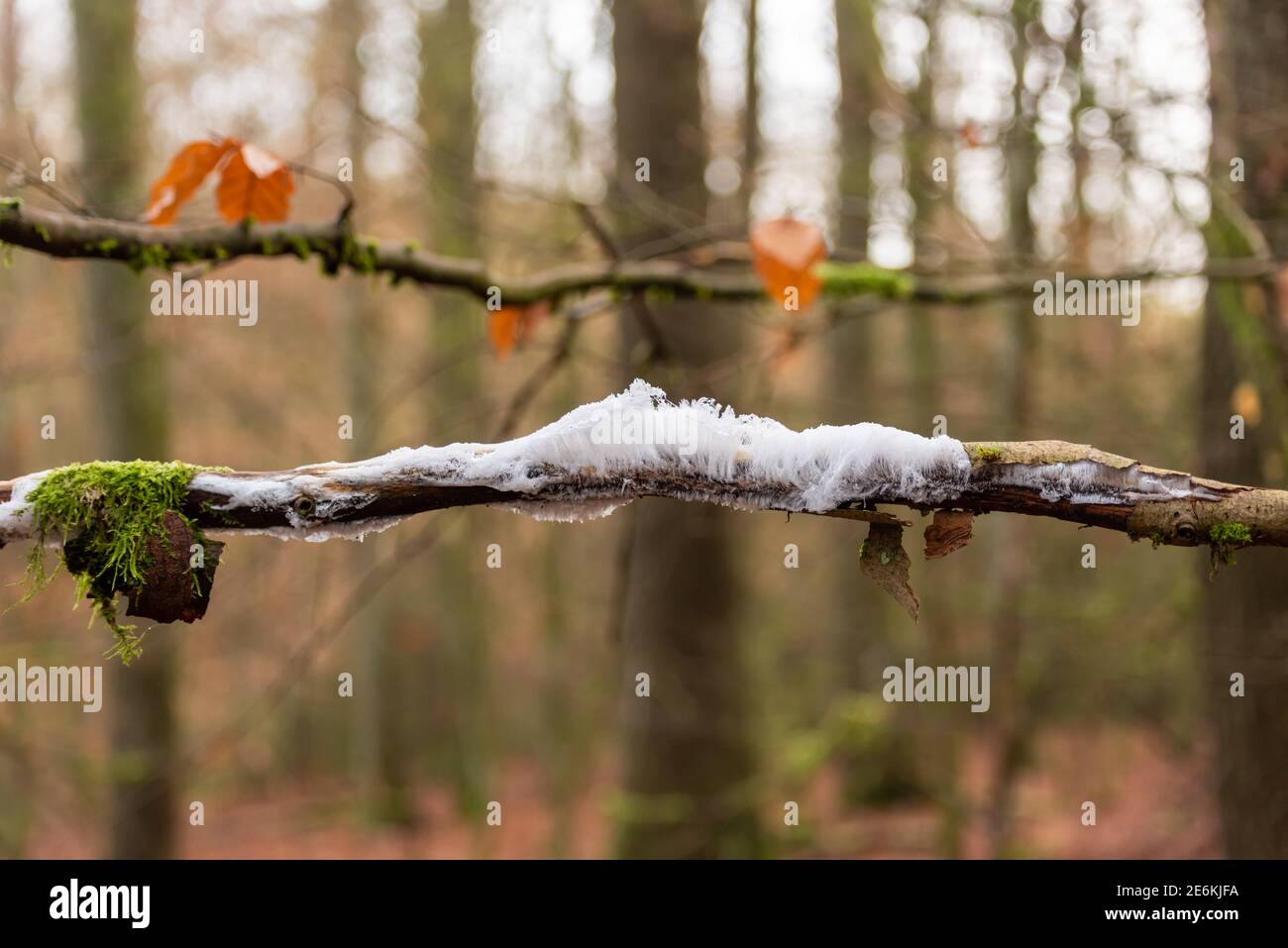 Ice hairs are caused by fungi hi-res stock photography and images - Alamy
