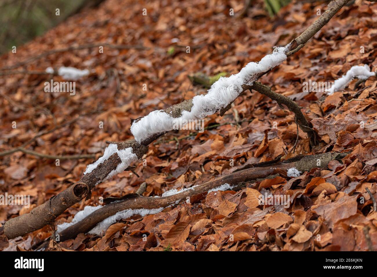 Ice hairs are caused by fungi hi-res stock photography and images - Alamy