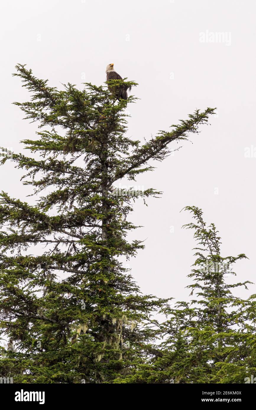 Bald eagle haliaeetus leucocephalus perched hi-res stock photography ...
