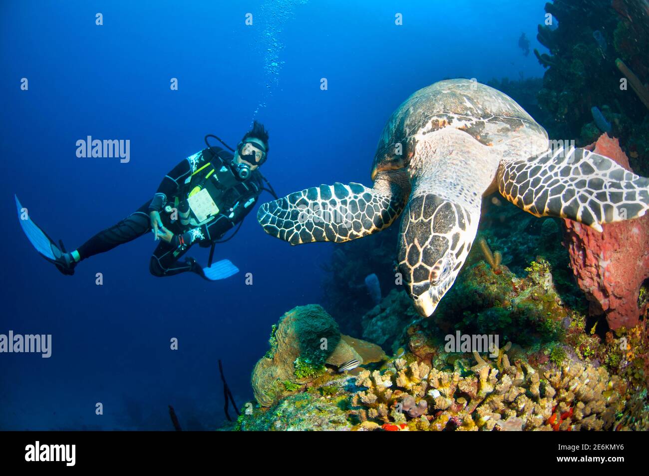Scuba diver with green sea turtle (Chelonia mydas) Roatan, Islas de la ...