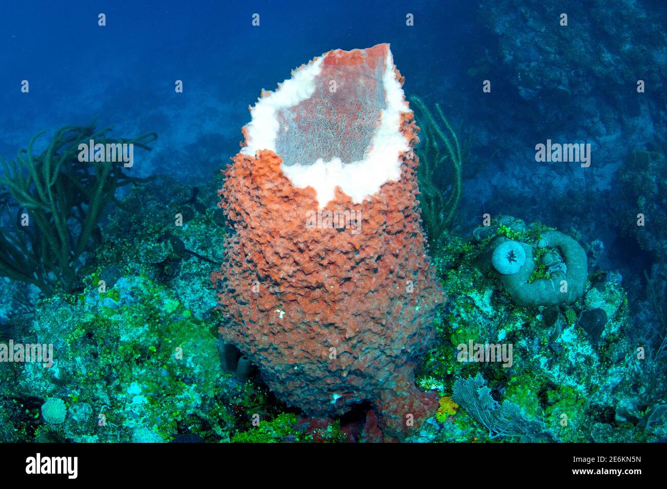 Giant barrel sponge hi-res stock photography and images - Alamy
