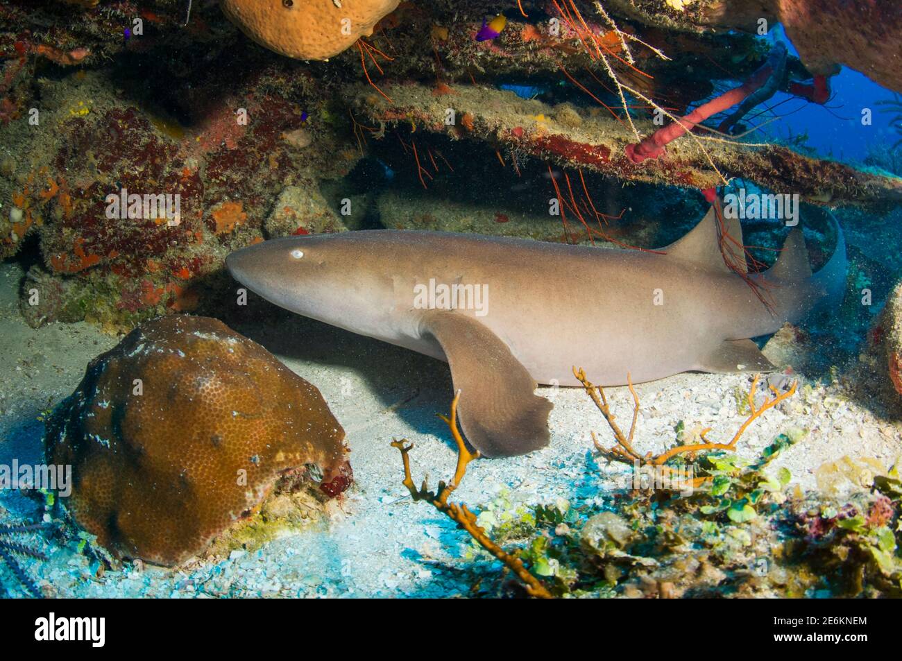 Curacao honduras hi-res stock photography and images - Alamy