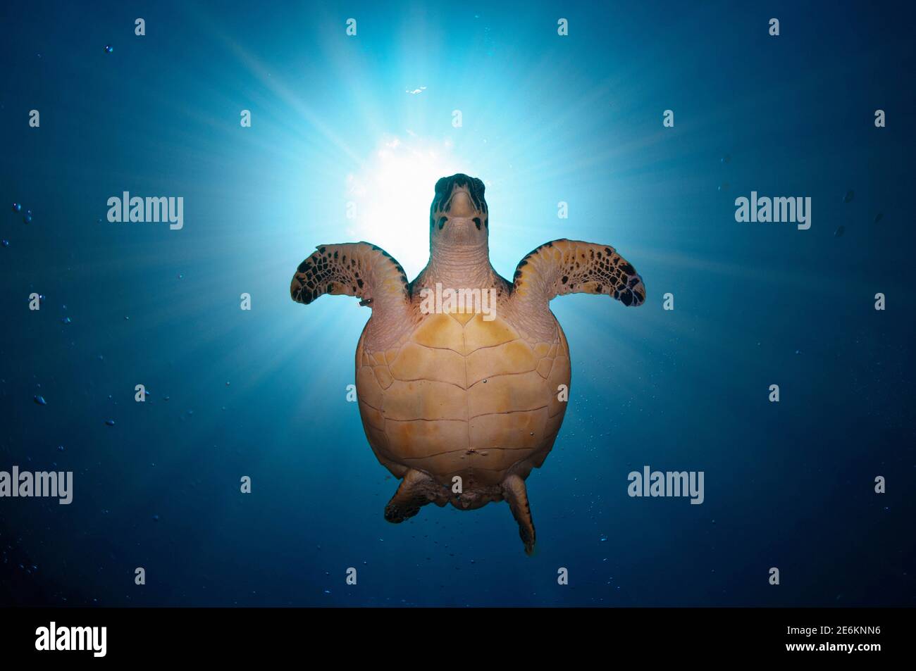 Green sea turtle (Chelonia mydas) from below with sun behind. Roatan ...