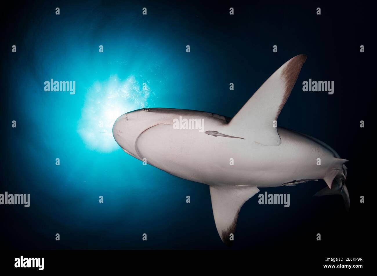 Curacao guatemala hi-res stock photography and images - Alamy