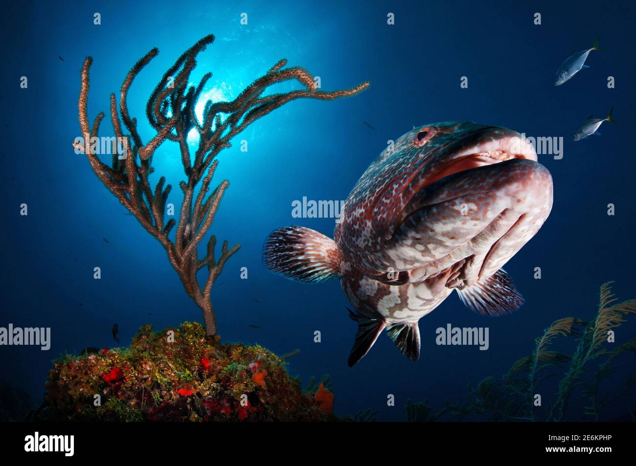 Low light photo of a big black grouper (Mycteroperca bonaci) swimming ...