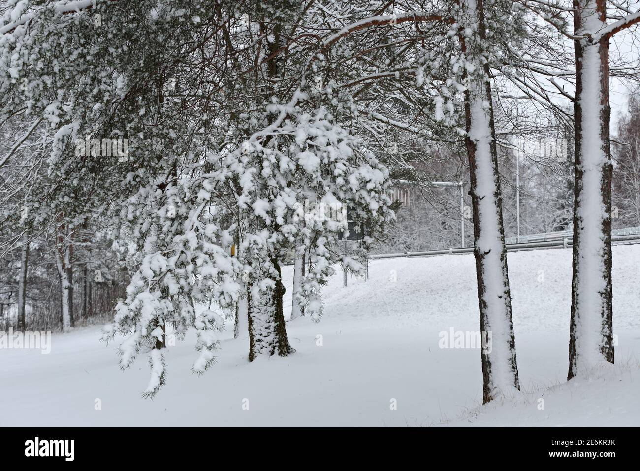 Snowy trees after heavy snowstorm by a road Stock Photo - Alamy