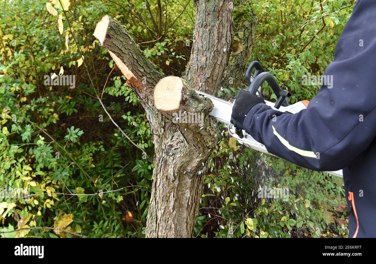 To Cut A Tree Stock Photo - Alamy