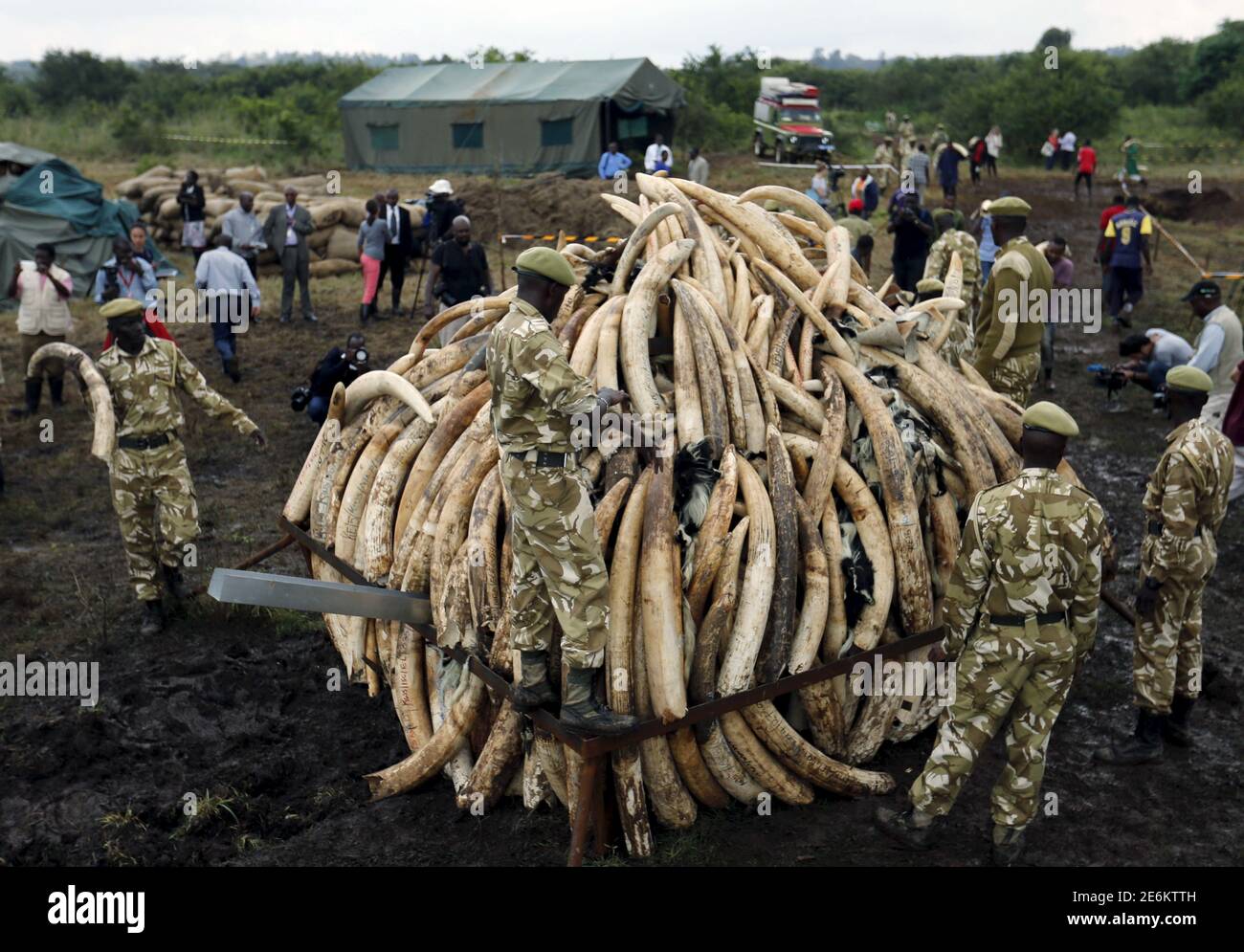 Elephant Tusk Pile High Resolution Stock Photography and Images - Alamy