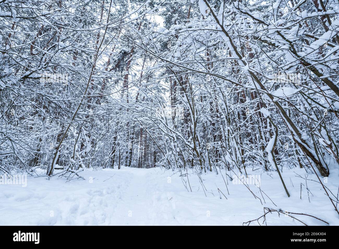 winter pine trees forest covered with snow. Beautiful winter panorama ...