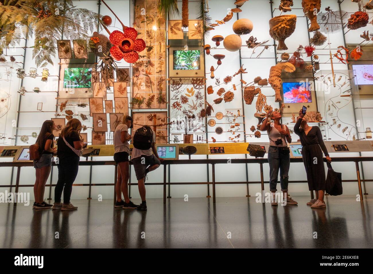 plant collection in the American Museum of Natural History NYC Stock ...