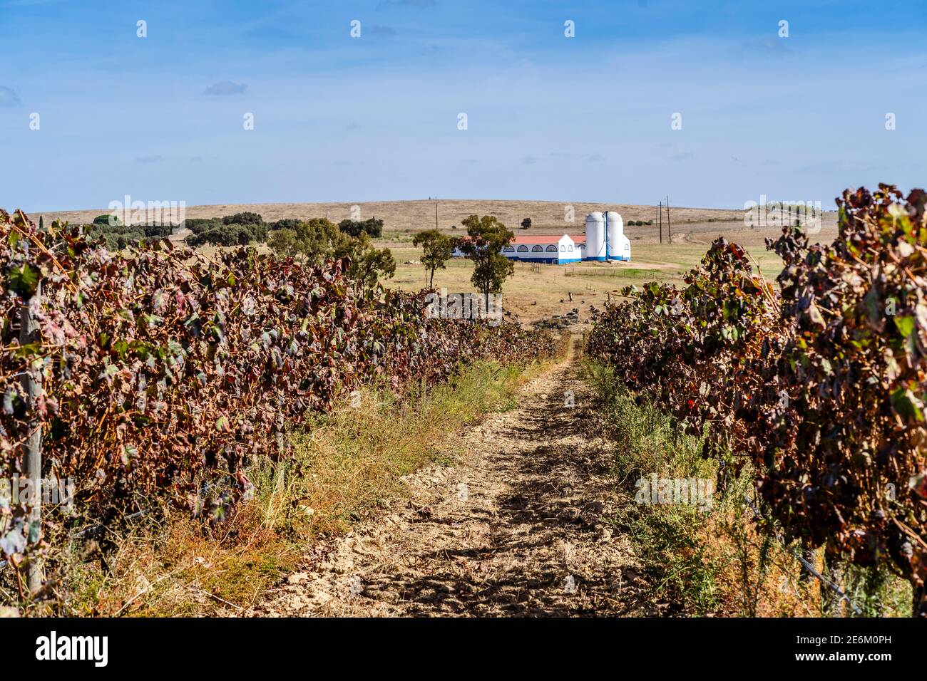 Rural landscape of Alentejo with vineyards and farm buildings, Portugal ...
