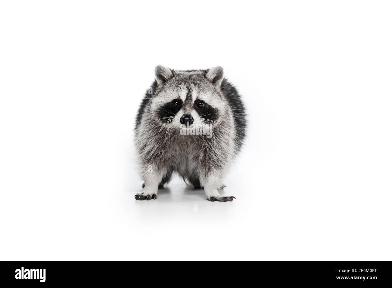 Beautiful white grey raccoon looking at camera isolated over white ...