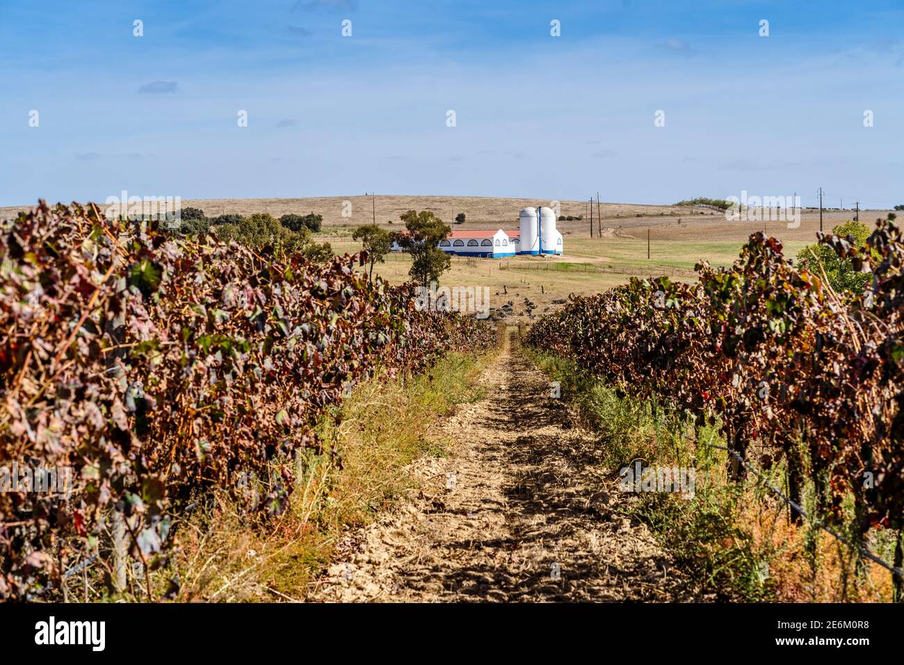Rural landscape of Alentejo with vineyards and farm buildings, Portugal ...
