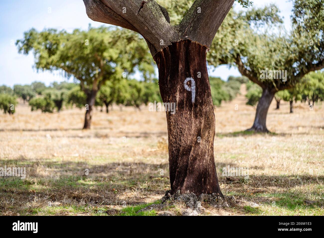 Cork Harvesting In Portugal Quercus Suber High Resolution Stock ...