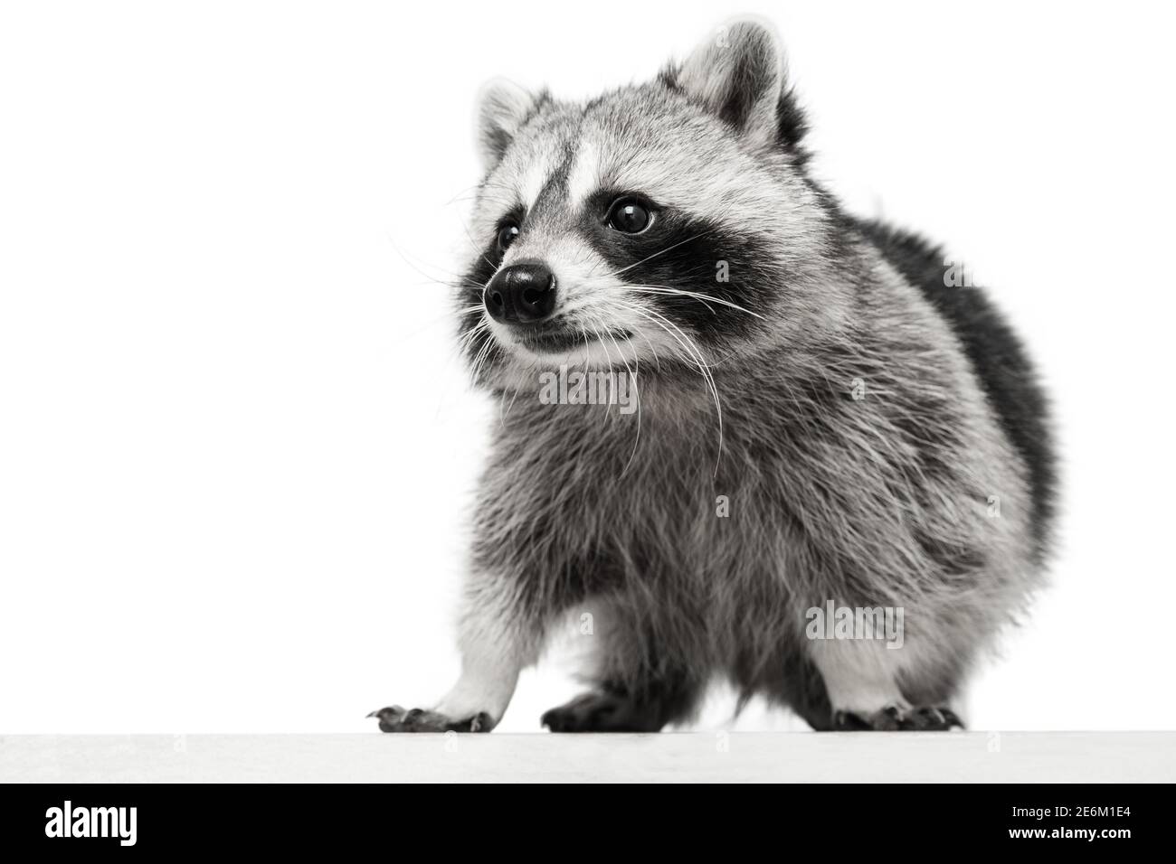 Closeup portrait of small white grey raccoon isolated over white ...