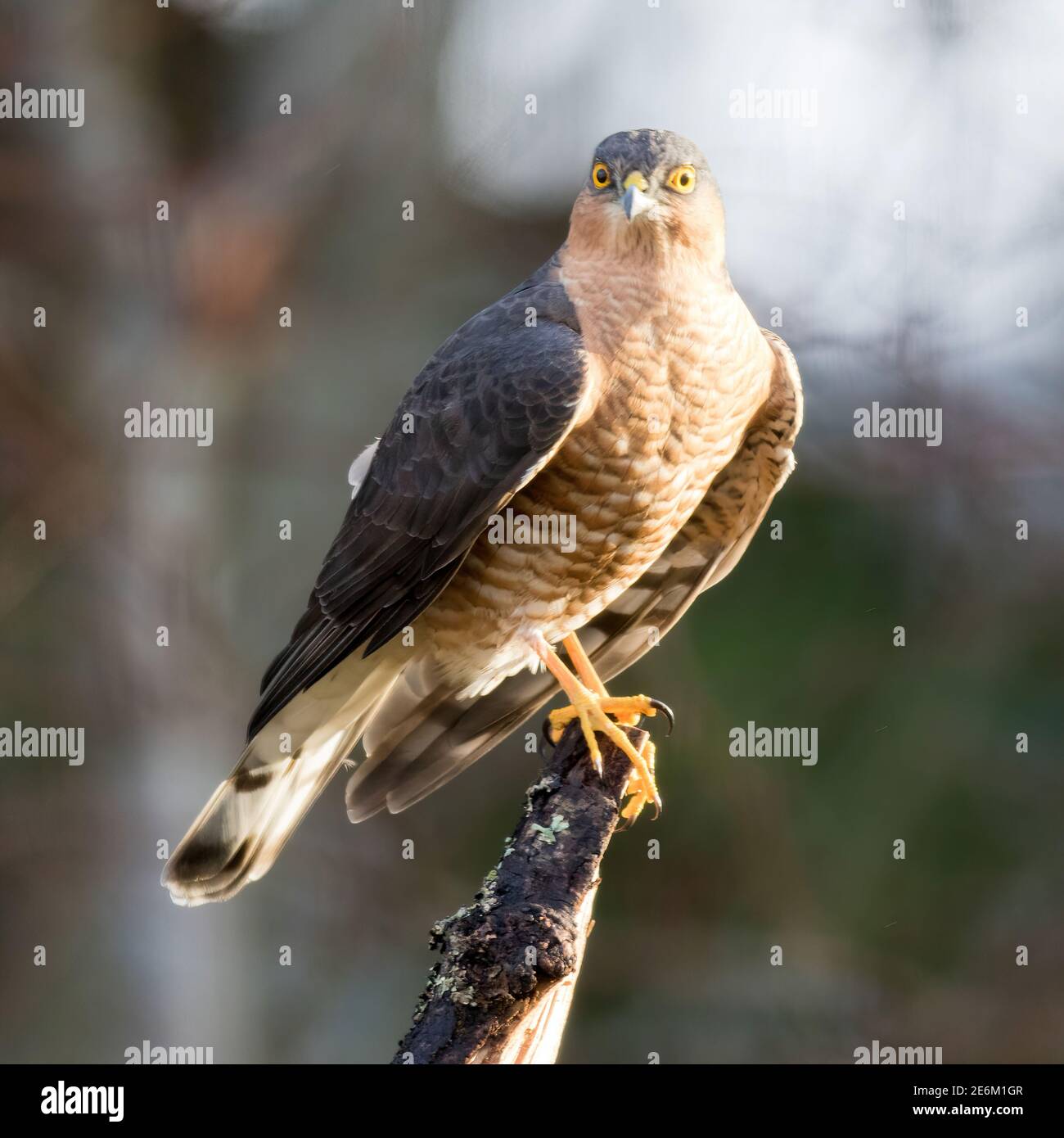 Male sparrowhawks hi-res stock photography and images - Alamy