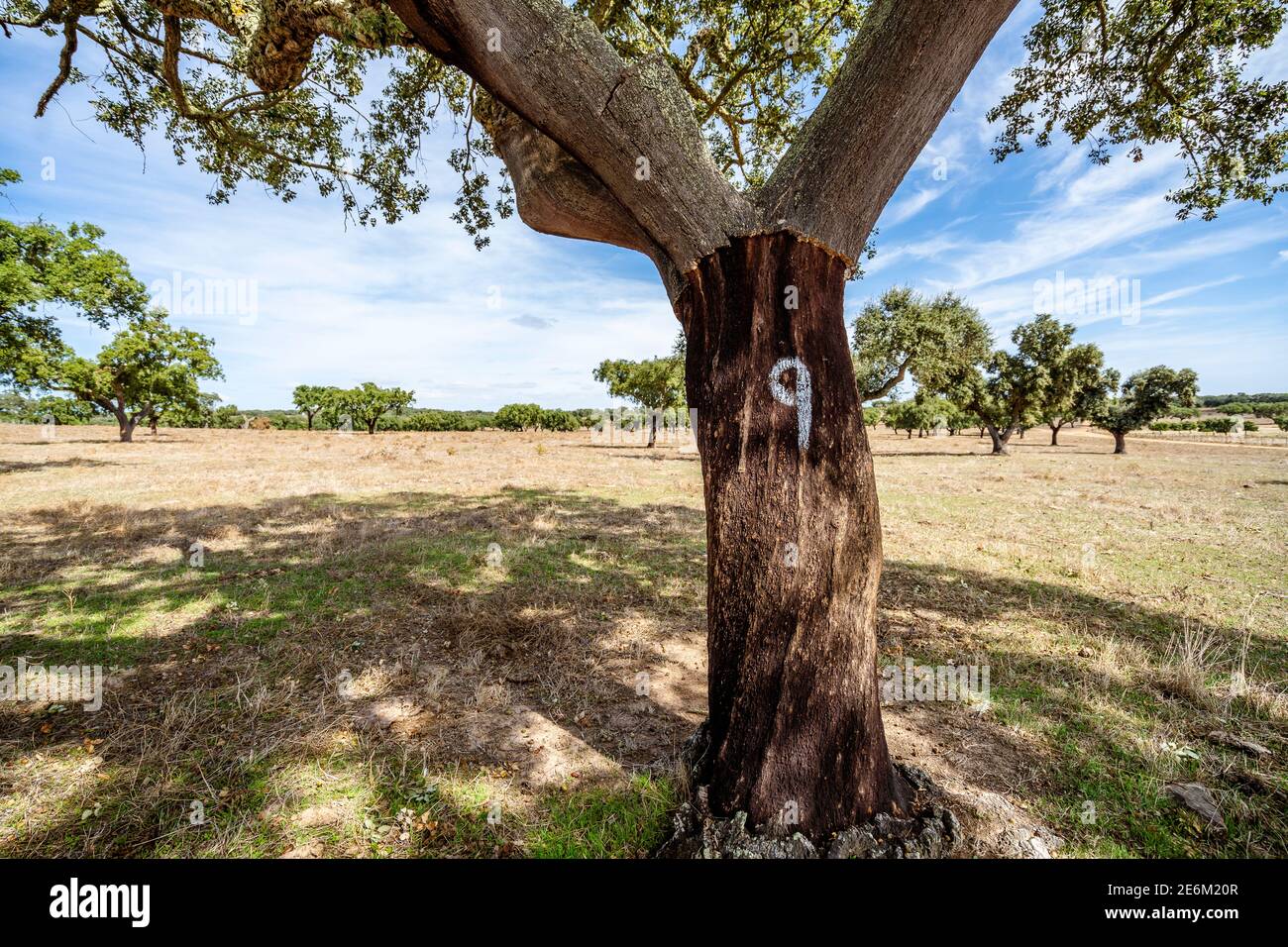 Cork tree hi-res stock photography and images - Alamy