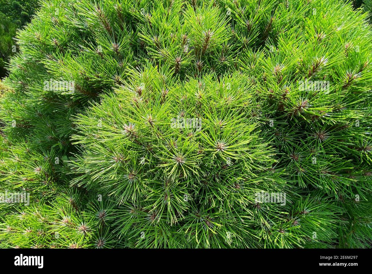 Evergreen garden shrubs hi-res stock photography and images - Alamy