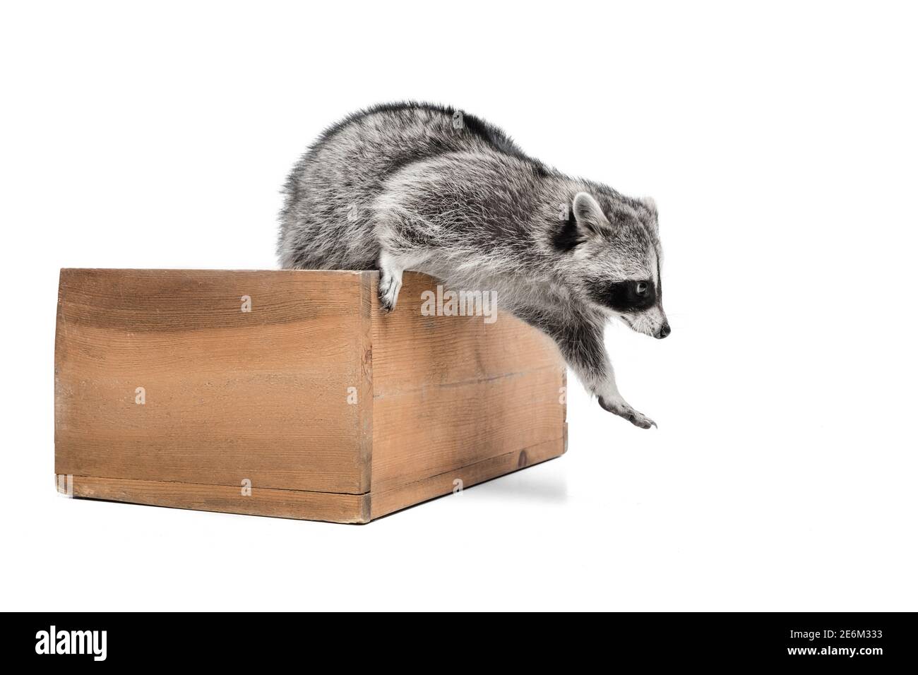 Little cute gray raccoon posing isolated over white studio background ...