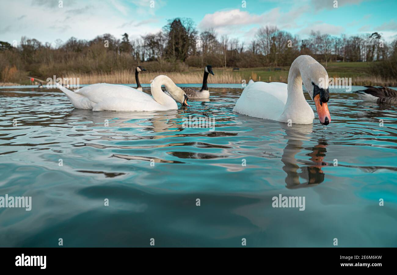 Large White British Mute Swan Swans low water level view close up macro ...