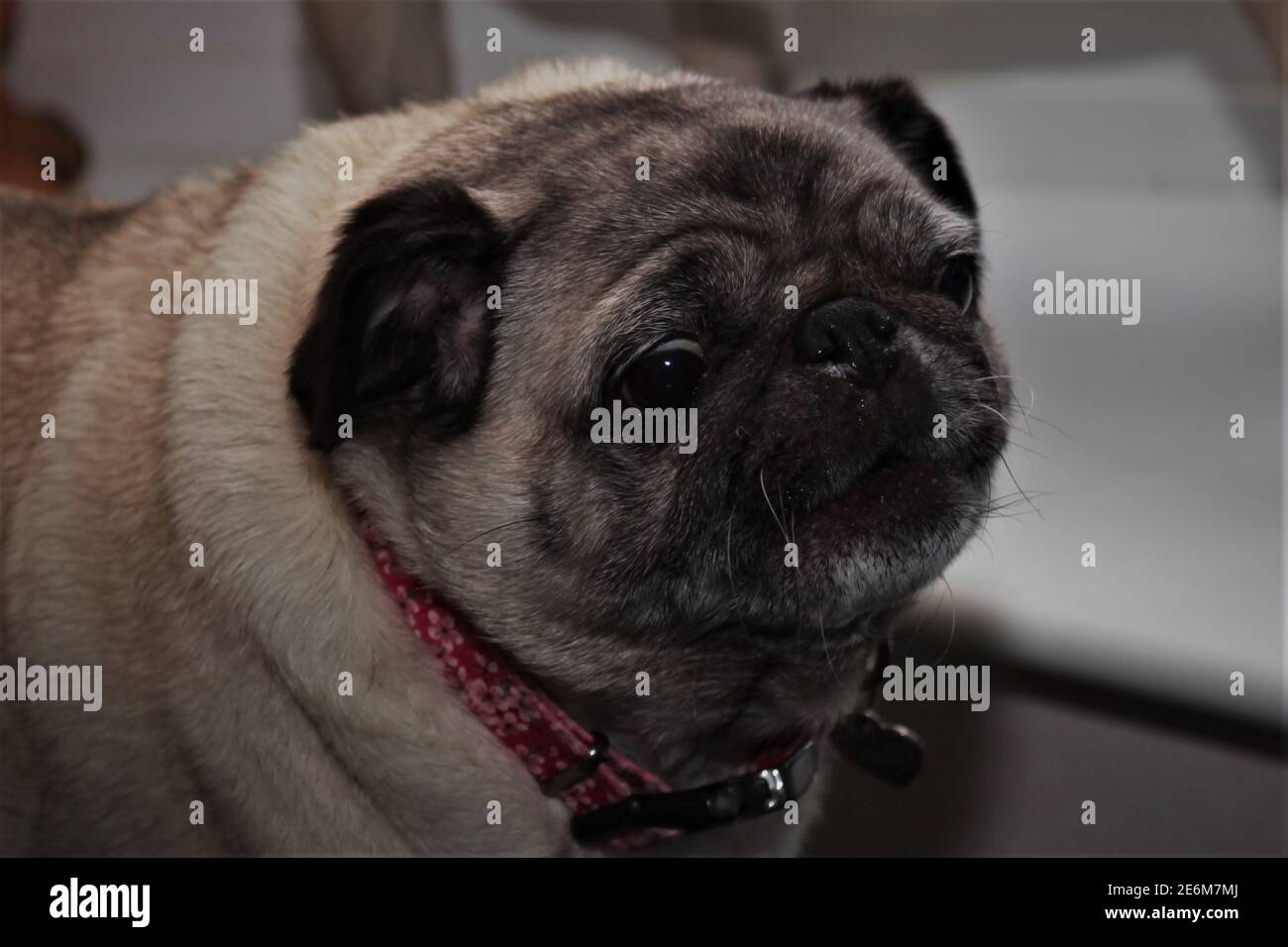 Loving pug hi-res stock photography and images - Alamy
