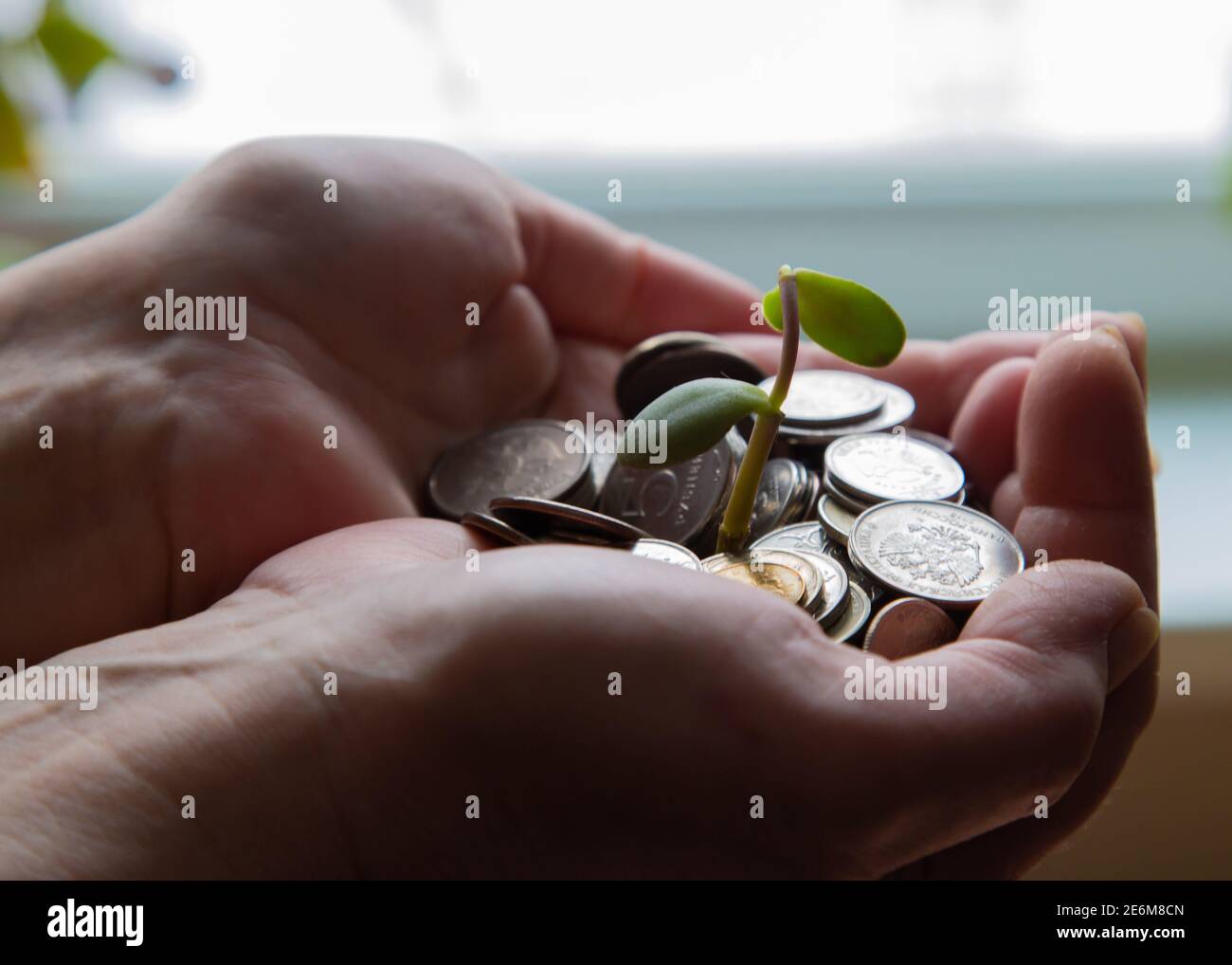 Realistic palm tree hi-res stock photography and images - Alamy