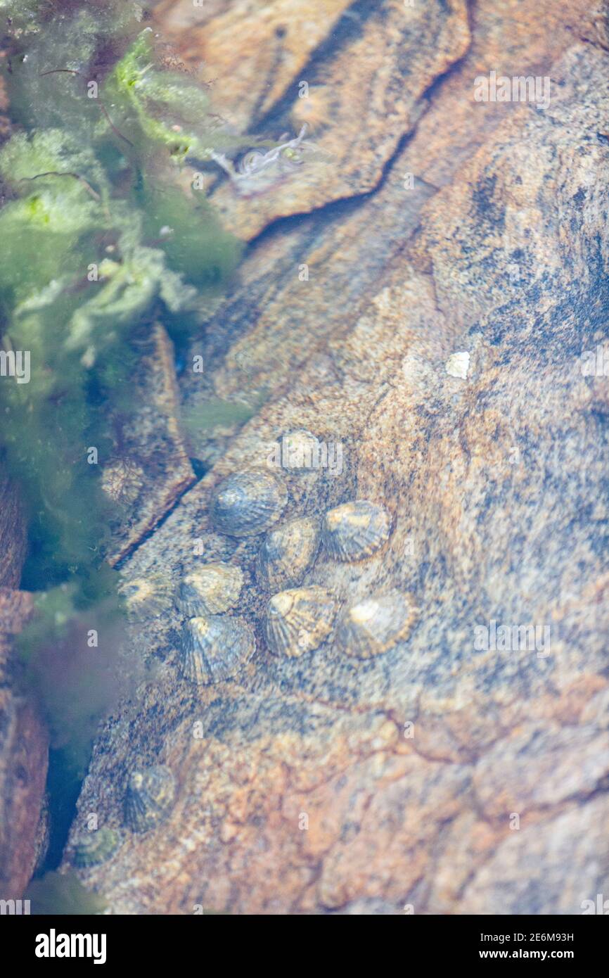Seashells in a crack below the water surface of the North Sea at the ...