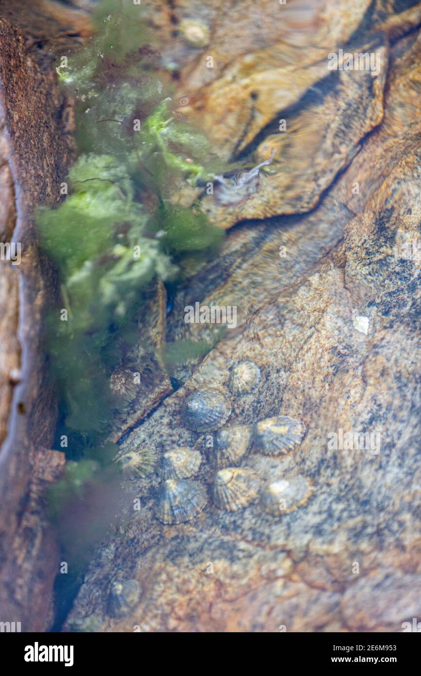Seashells in a crack below the water surface of the North Sea at the ...