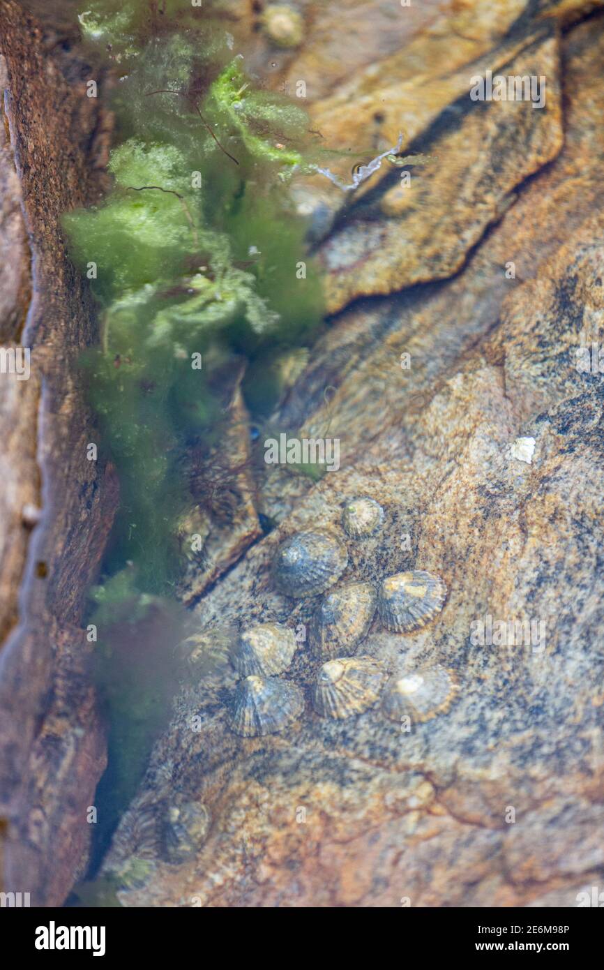 Seashells in a crack below the water surface of the North Sea at the ...