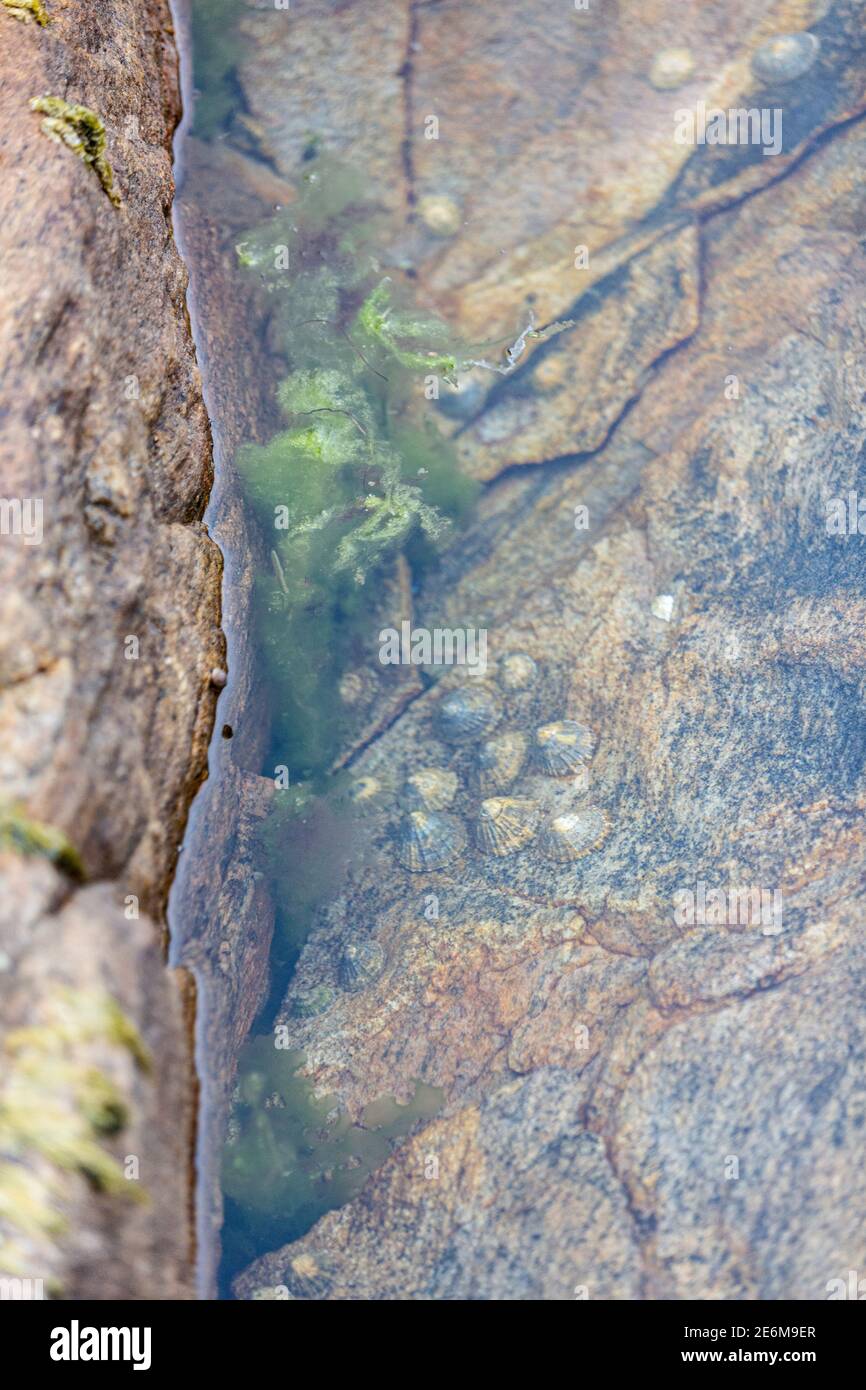 Seashells in a crack below the water surface of the North Sea at the ...
