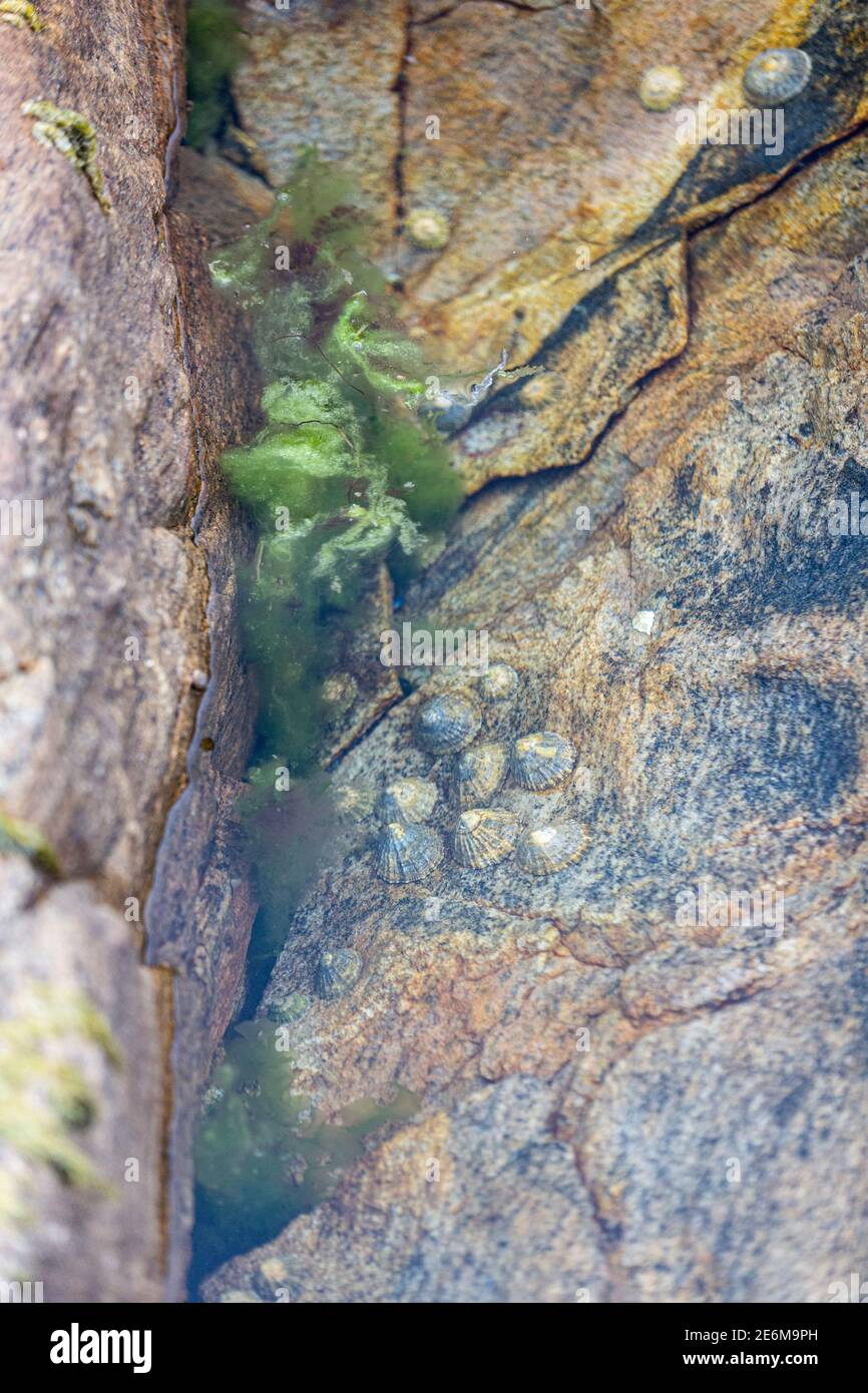 Seashells in a crack below the water surface of the North Sea at the ...