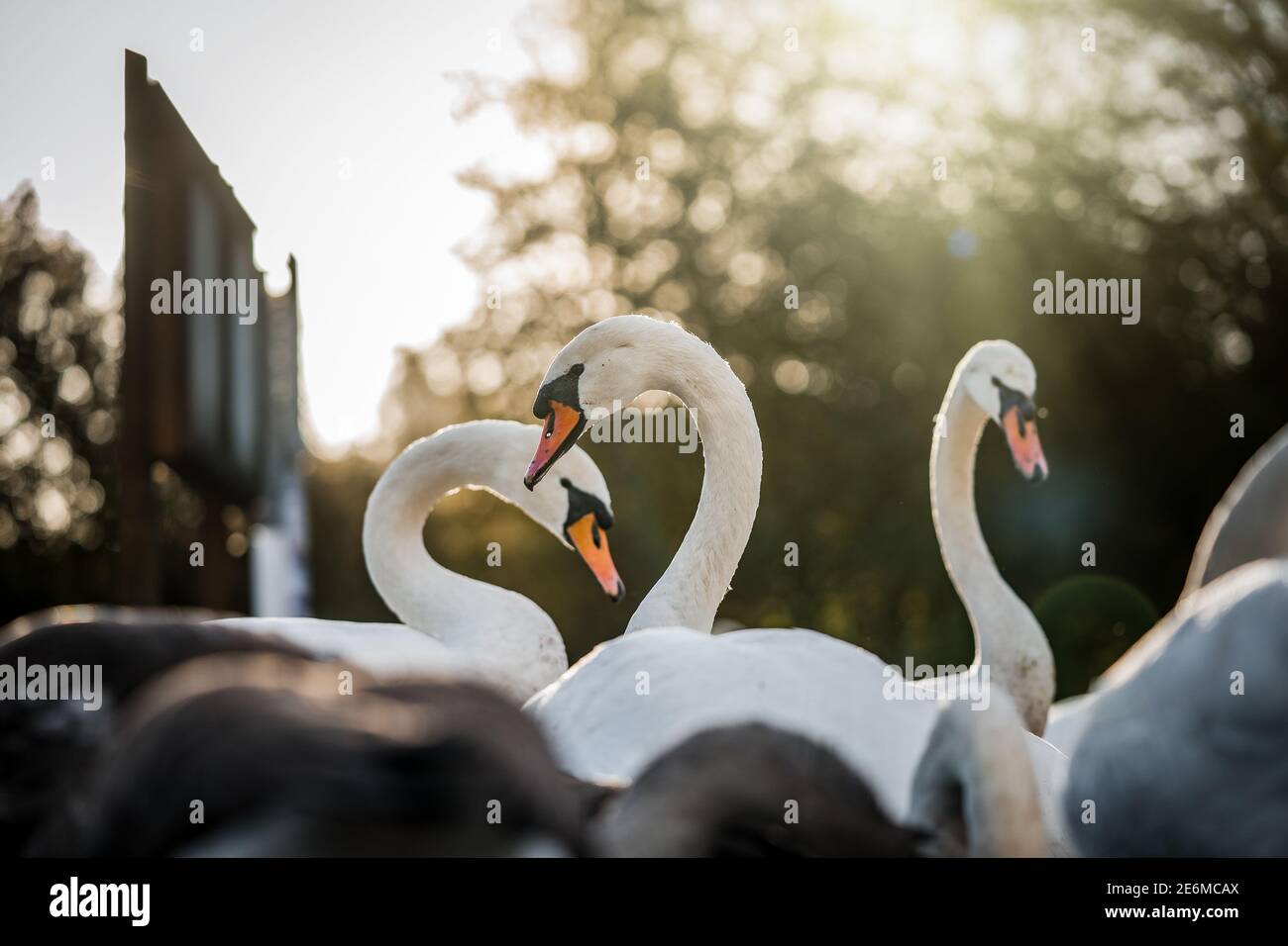 Beautiful white swans sunshine rays summers day nature park signet ...