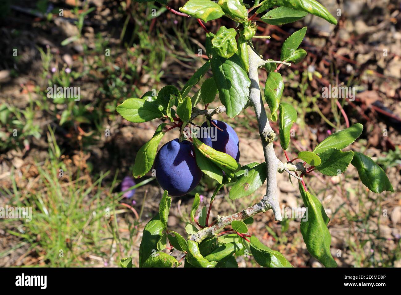Plum trees uk hi-res stock photography and images - Alamy