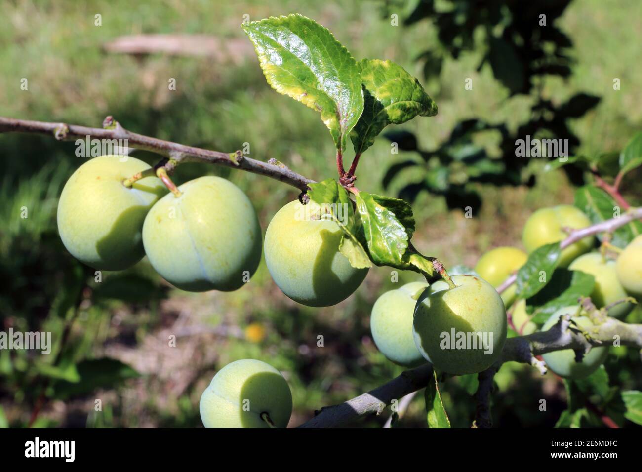 Pluckley kent hi-res stock photography and images - Alamy