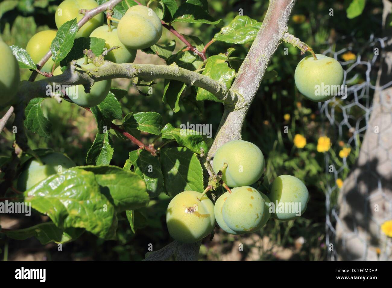 Green plums on plum tree in Orchard, Pluckley, Ashford, Kent, England ...