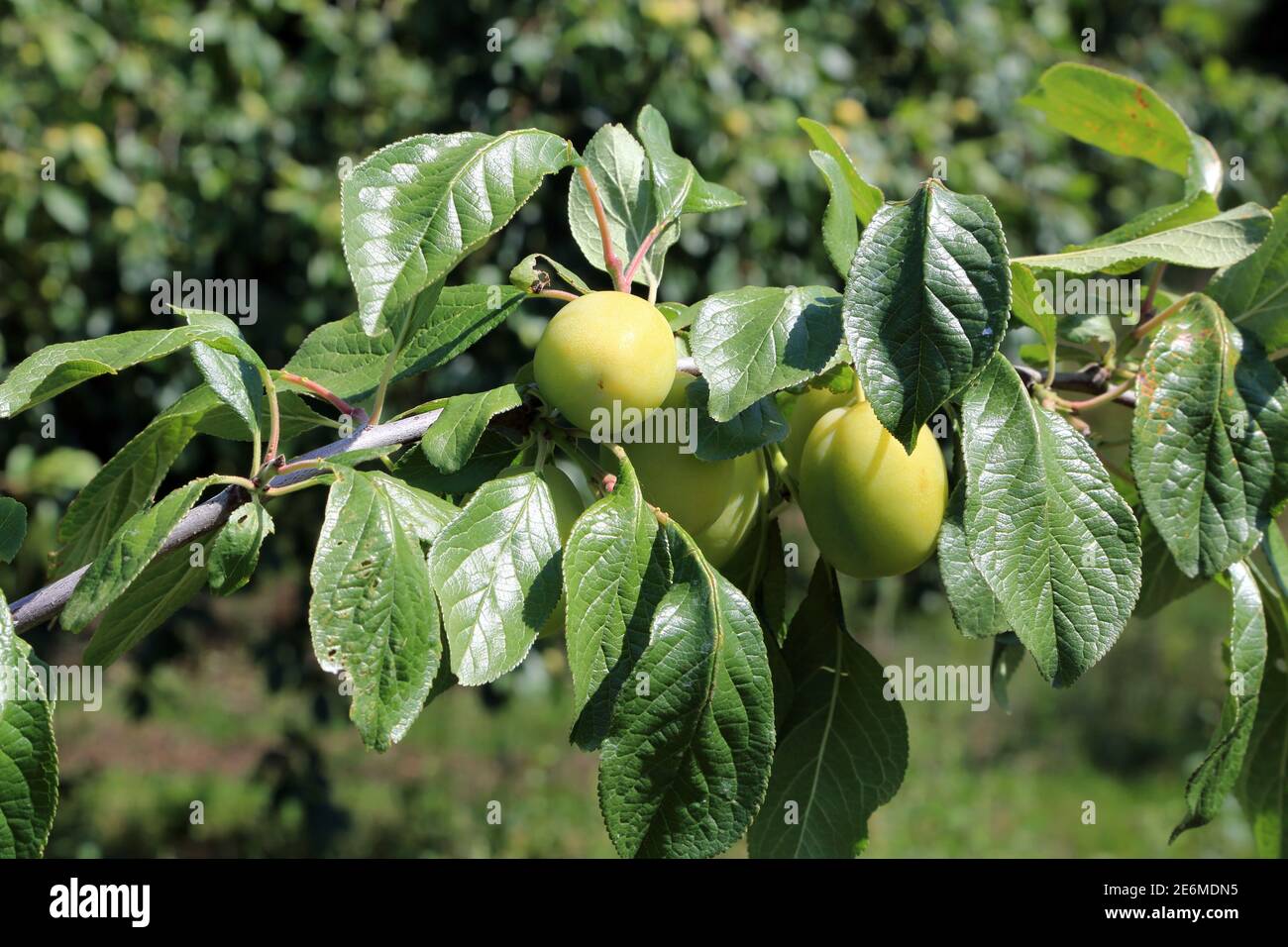 Pluckley kent hi-res stock photography and images - Alamy