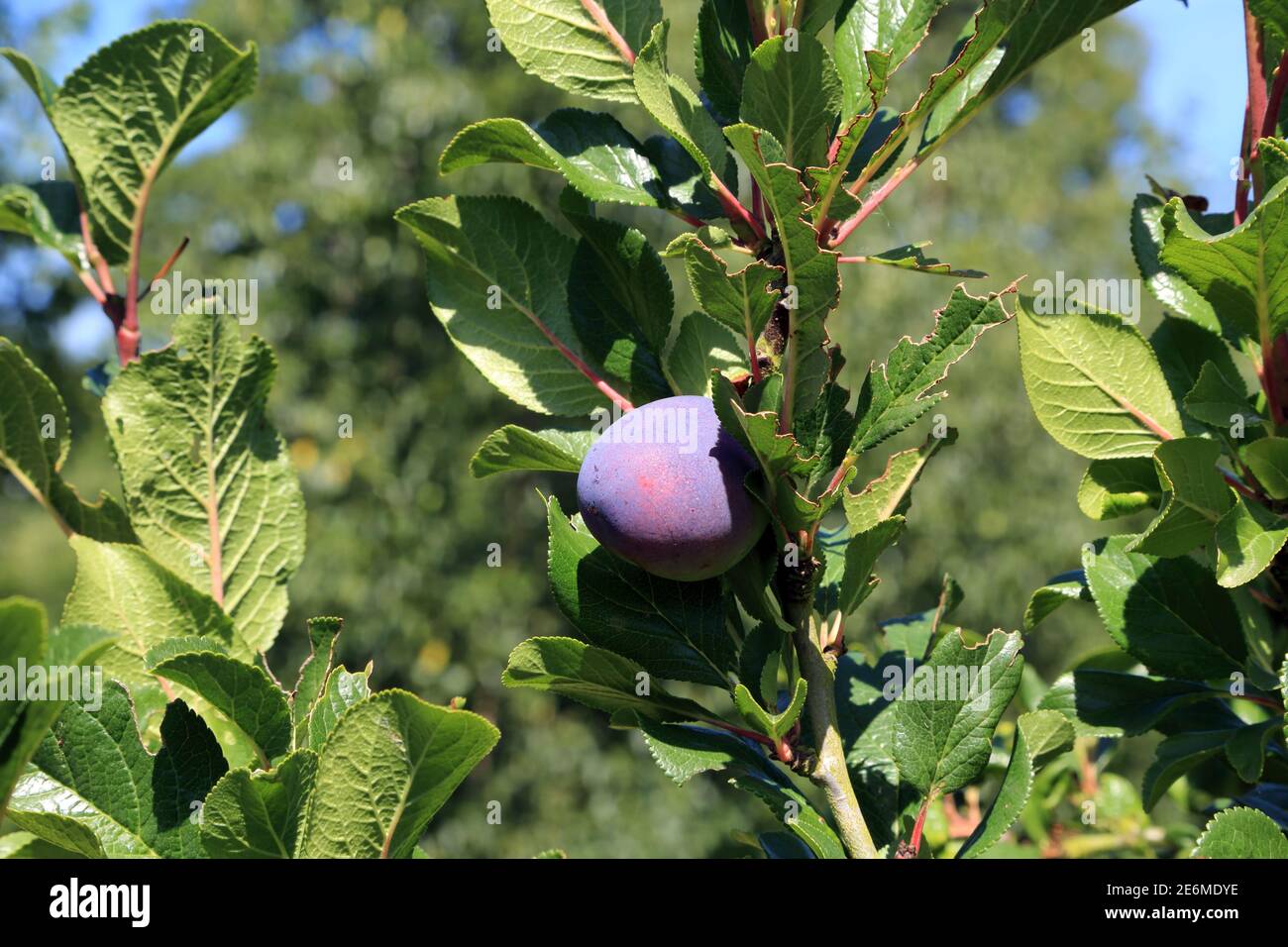 Fruiting plum tree hi-res stock photography and images - Alamy