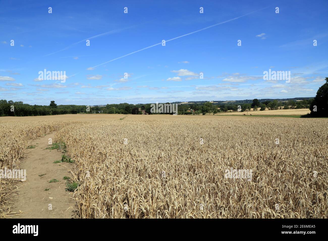 Footpath through wheat field with St Mary's Church in the distance ...
